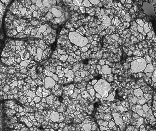 Human Precision-Cut Lung Slice (PCLS-001C) – 35, Female, Caucasian ...