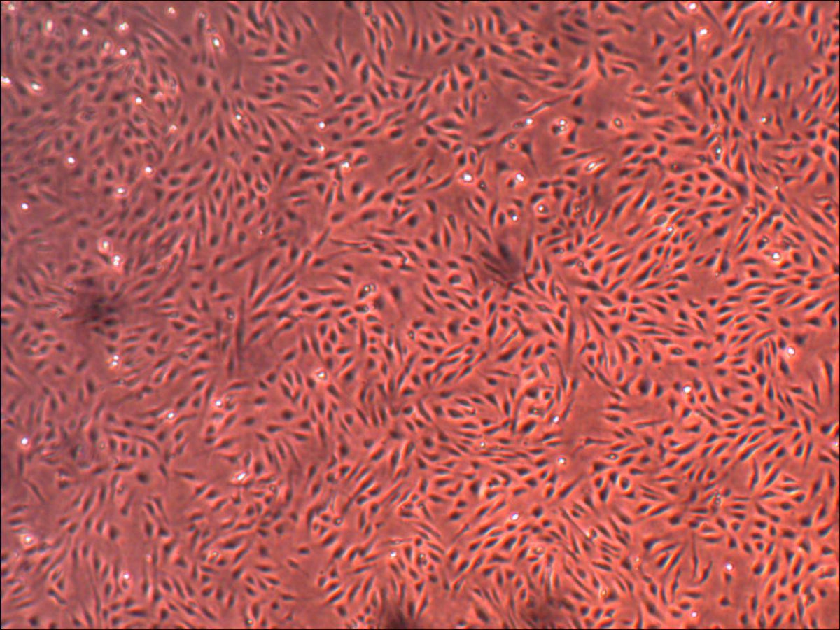 Cell Systems⎢Human Primary Cells